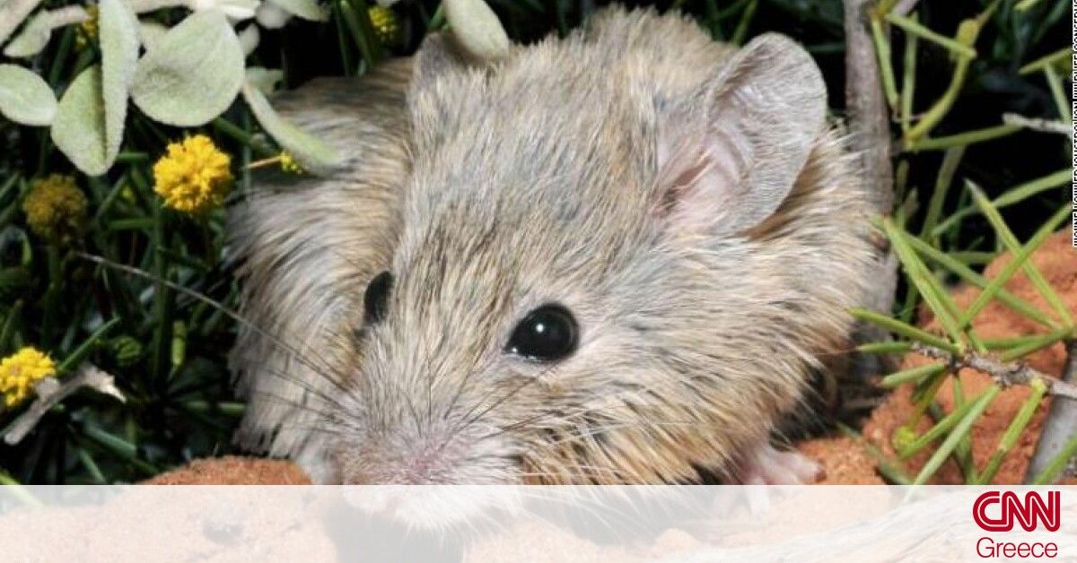 Ποντίκι που το πίστευαν εξαφανισμένο εδώ και 150 χρόνια εμφανίστηκε να ...