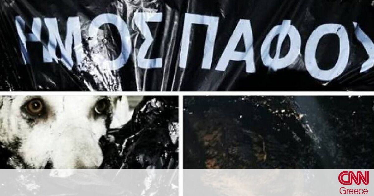Κύπρος: Έλουσαν σκυλάκια με πίσσα και τα πέταξαν στα σκουπίδια - CNN.gr