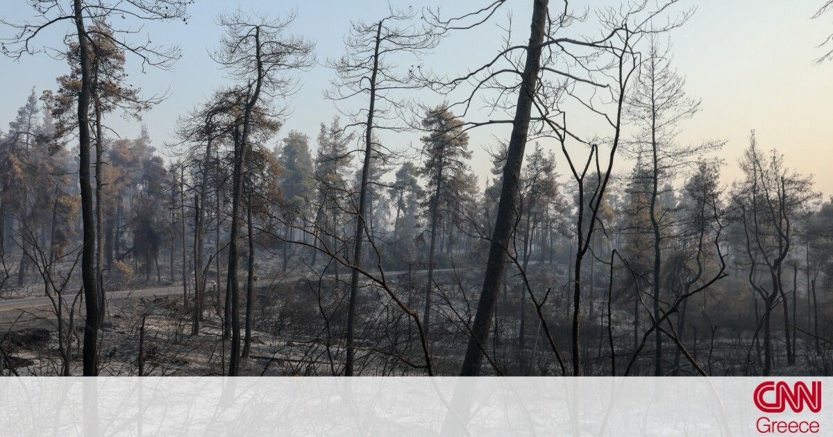 Επιστολή WWF στον πρωθυπουργό με 63.000 υπογραφές - Αίτημα η διάσωση ...