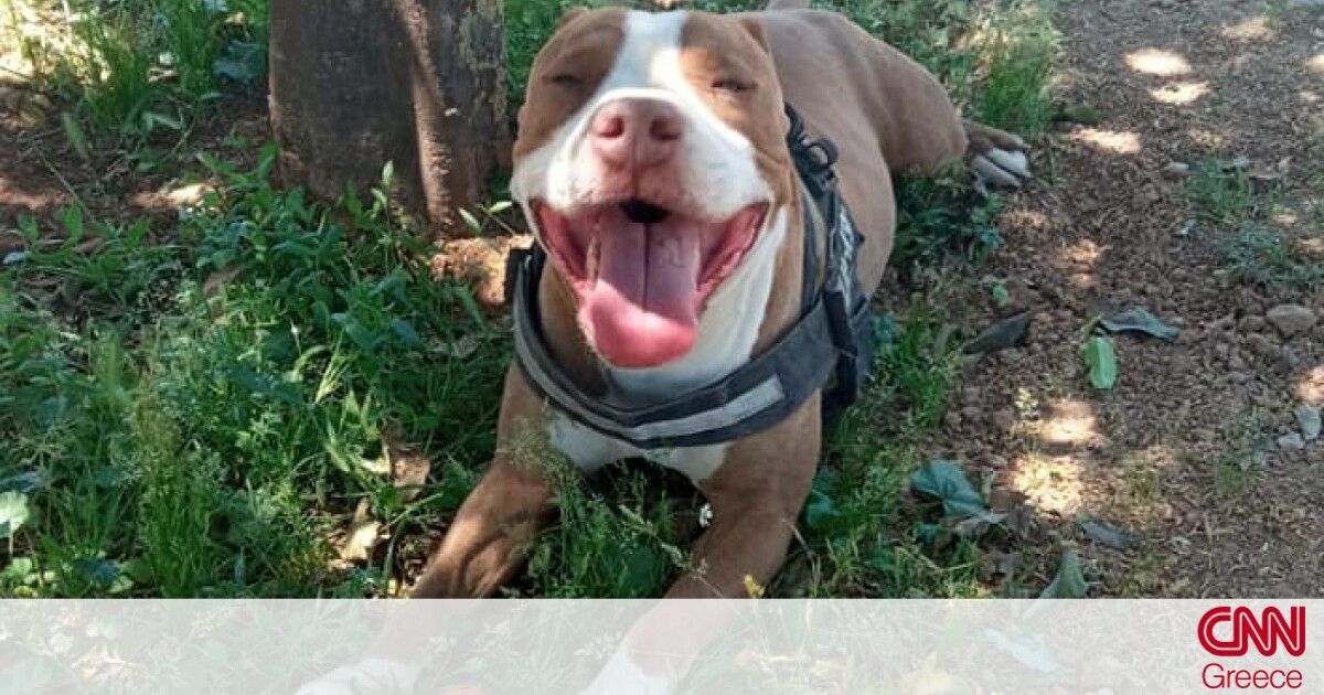Γαλάτσι: Αστυνομικός πυροβόλησε και σκότωσε πιτ μπουλ - Για εν ψυχρώ ...