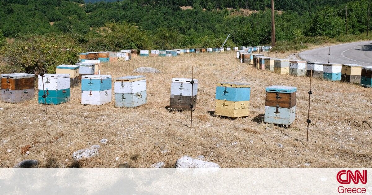 Φωτιές: Χάθηκαν 9.000 μελισσοσμήνη και το 65% του πευκόμελου στην ...