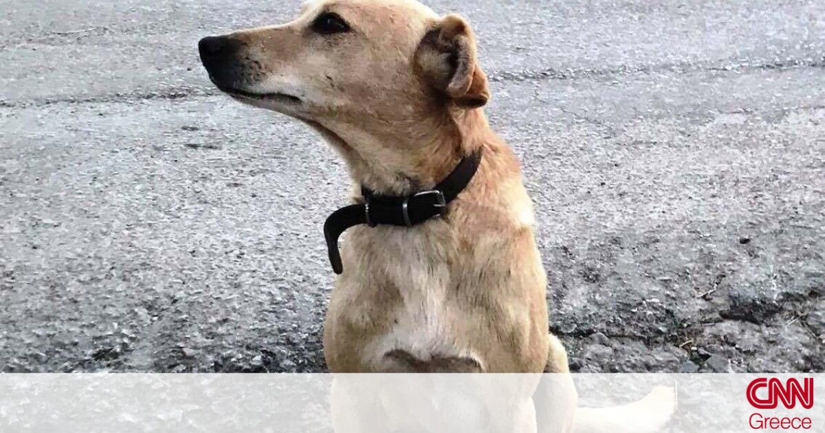 Κρήτη: Πυροβόλησαν και σκότωσαν σκύλο έξω από το σπίτι του - CNN.gr