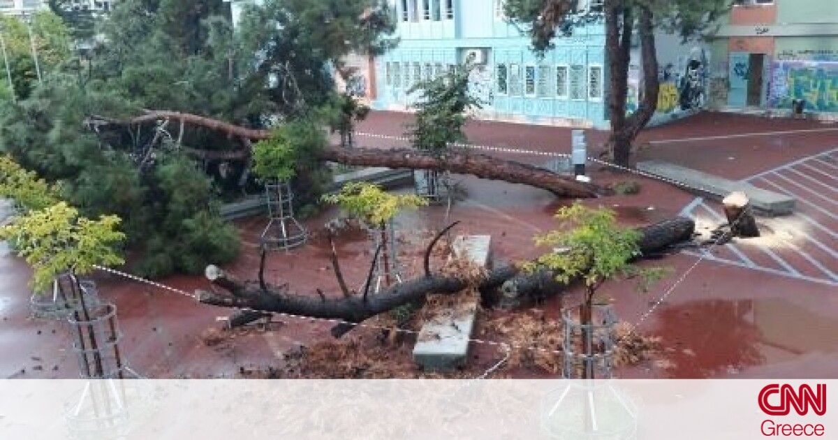 Θεσσαλονίκη: Μεγάλο πεύκο έπεσε στην αυλή σχολείου στο Χαριλάου - CNN.gr