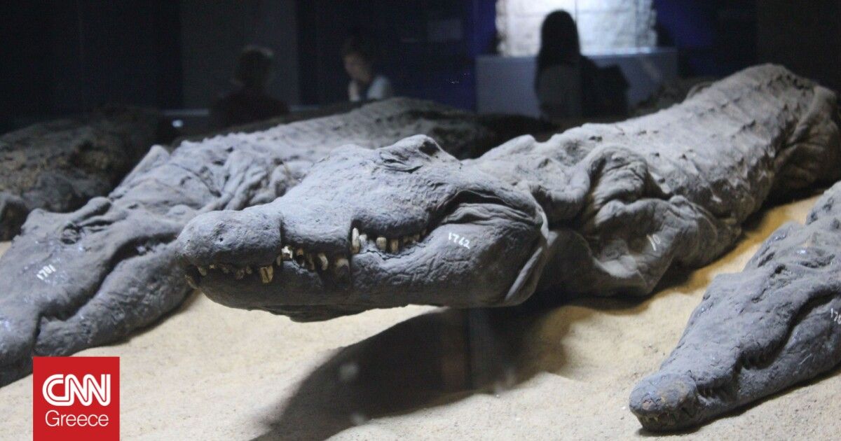 Οι κροκόδειλοι μούμιες και οι πάπυροι στις κοιλιές τους: Μια ιστορία ...