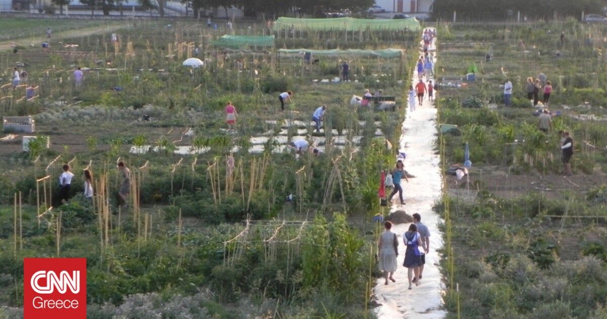 Χιλιάδες Θεσσαλονικείς δημιούργησαν δικό τους βιολογικό λαχανόκηπο στο ...