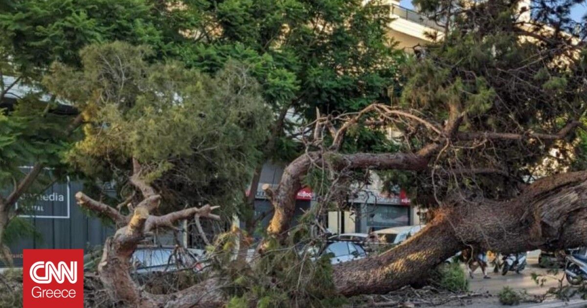 Νεκρός 51χρονος από πτώση δέντρου στην Κρήτη: Απόδοση ευθυνών ζητά η ...