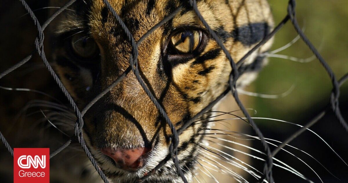 Ινδία: Νεκρό κοριτσάκι έπειτα από επίθεση λεοπάρδαλης - CNN.gr