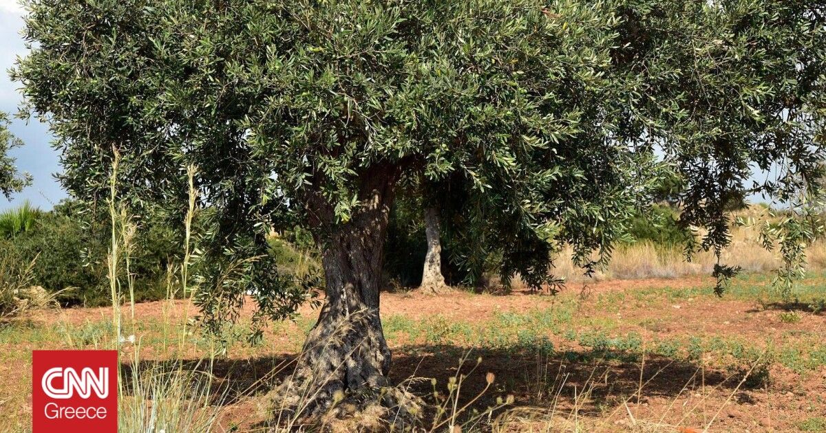Η καλλιέργεια της ελιάς στην Ελλάδα και τον κόσμο - Δείτε το explainer ...