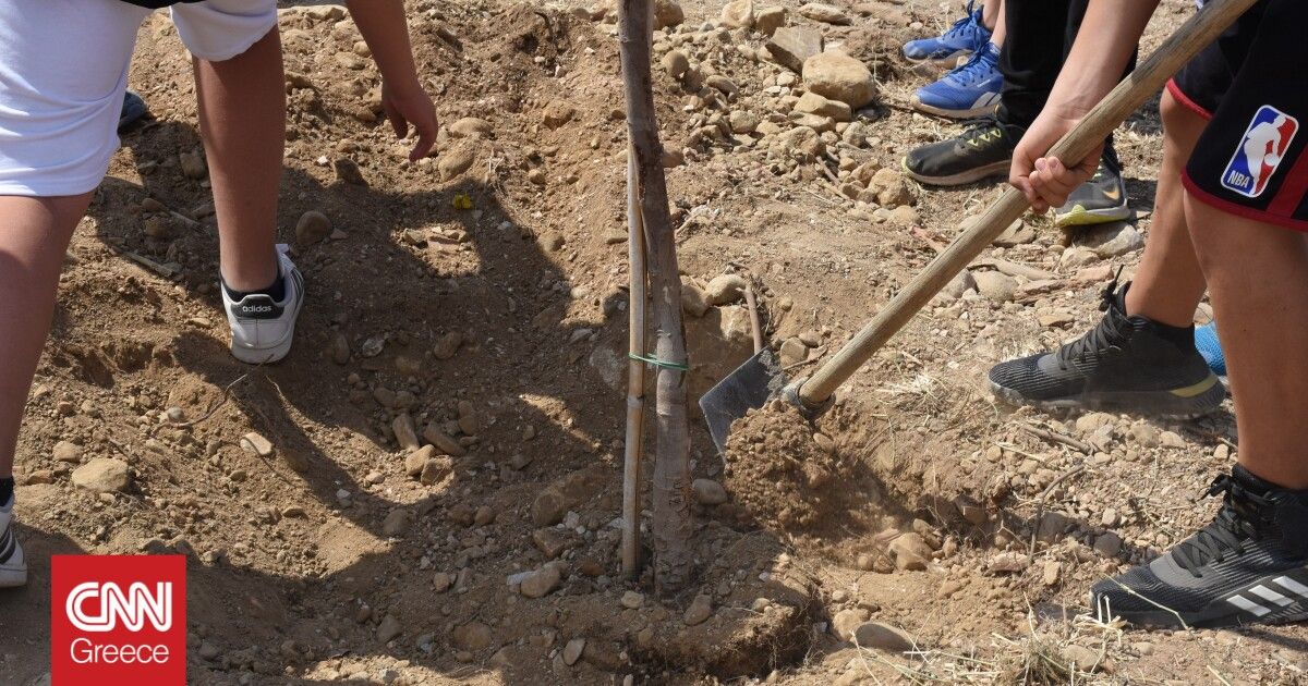 Μεγάλη δενδροφύτευση στο παραλιακό μέτωπο του Δήμου Γλυφάδας - CNN.gr