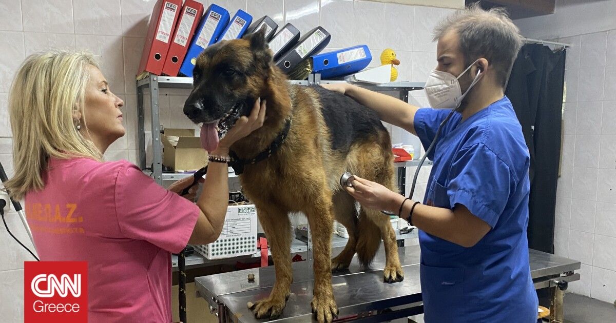 Δραπετσώνα: Σε φιλοζωϊκή το λυκόσκυλο που σκότωσε κανίς - Επεισοδιακή η ...