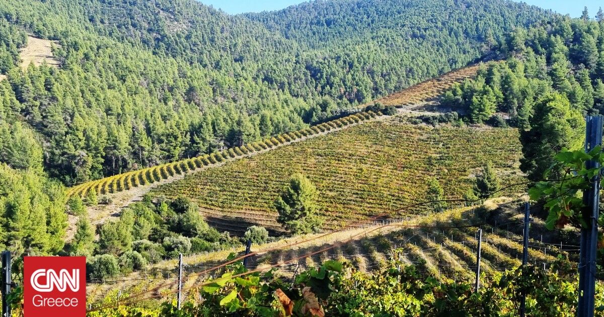 Χαλκιδική: Ο μεγαλύτερος βιολογικός αμπελώνας στη χώρα κι ένας από τους ...