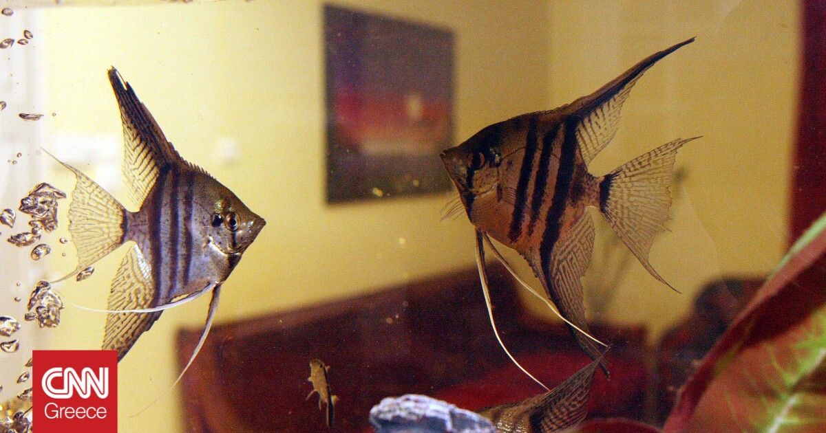 Περισσότερα από 2000 ψάρια σε ιδιωτικό ερευνητικό ενυδρείο - CNN.gr