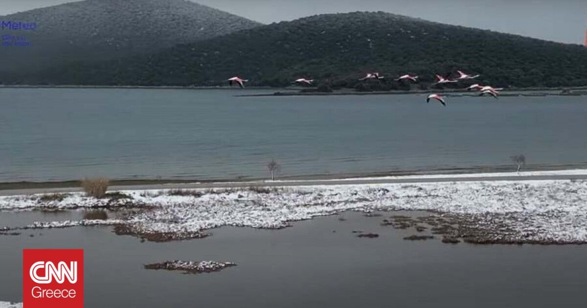 O «χορός» των φλαμίνγκο με τα χιόνια στη Φθιώτιδα - Εντυπωσιακό βίντεο ...