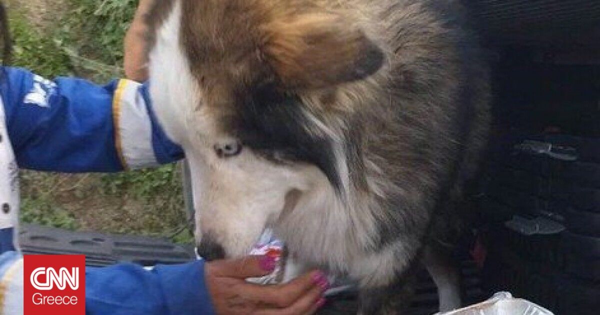 Τουρκία: Σκύλος ανασύρθηκε ζωντανός από τα ερείπια 23 ημέρες μετά τον ...