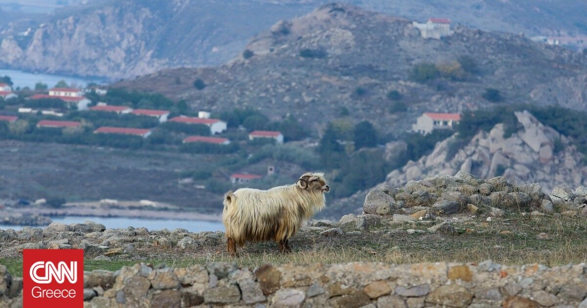 Σε κρίσιμη κατάσταση 87χρονη στα Τρίκαλα - Δέχθηκε επίθεση από κριάρι ...