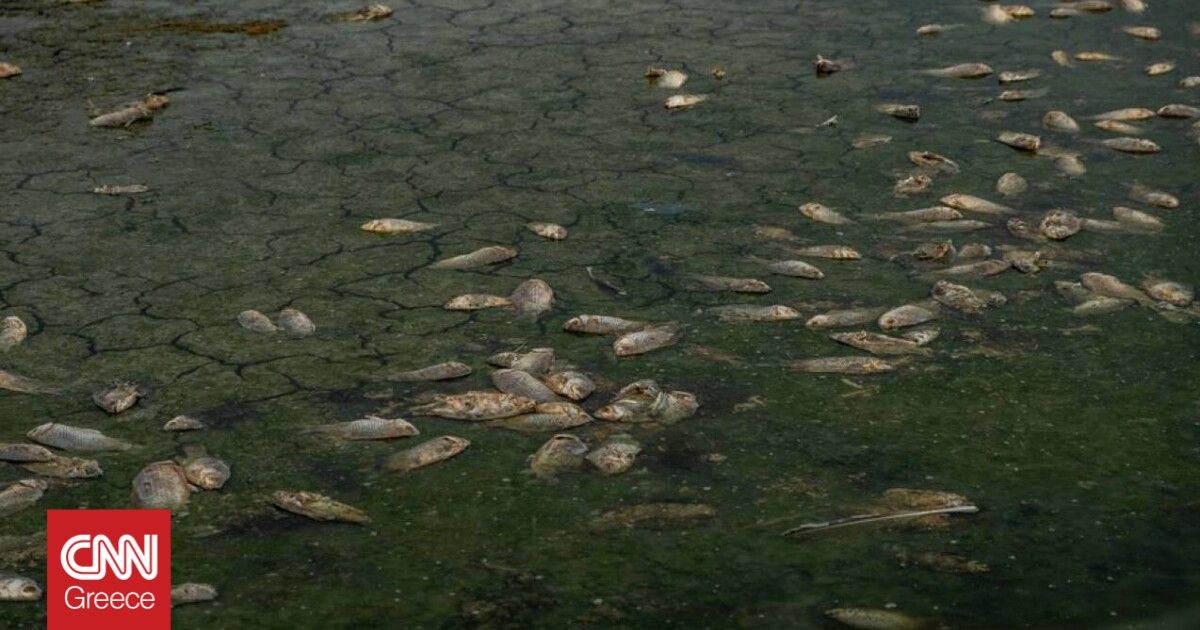 Συναγερμός στη Θεσσαλία: Πλήθος νεκρών ψαριών στην λίμνη Κάρλα - CNN.gr