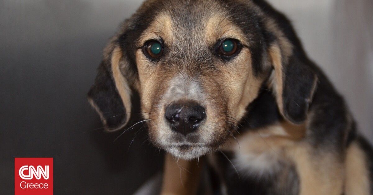 Ταυτοποιήθηκαν ανήλικοι για την κακοποίηση κουταβιών στις Σέρρες - CNN.gr