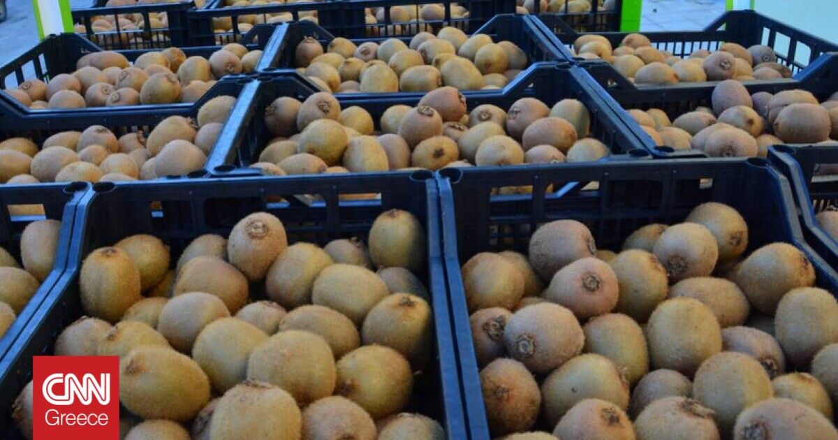 Ρεκόρ εξαγωγών για τα ελληνικά ακτινίδια - Οι κυριότεροι προορισμοί ...