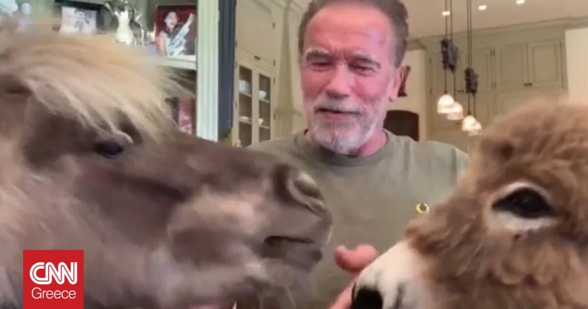 Στον γάιδαρο του Άρνολντ Σβαρτσενέγκερ αρέσει να συμμετέχει σε κλήσεις Zoom - CNN.gr