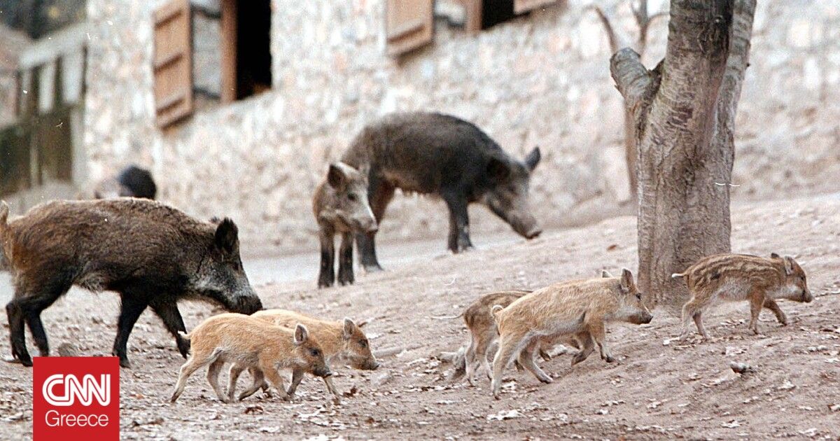 Οικογένεια αγριογούρουνων...εισέβαλε στον κήπο σπιτιού στη Χαλκίδα - CNN.gr