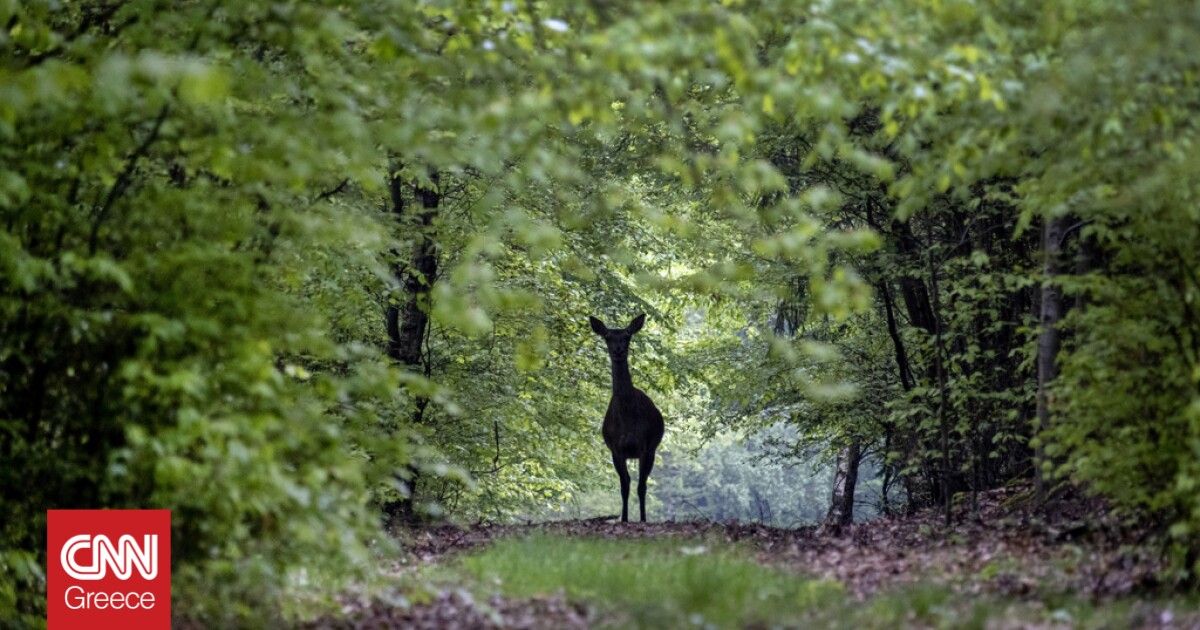 Αποκαλυπτική έρευνα: Πώς η Covid άλλαξε τις συμπεριφορές των ζώων - CNN.gr