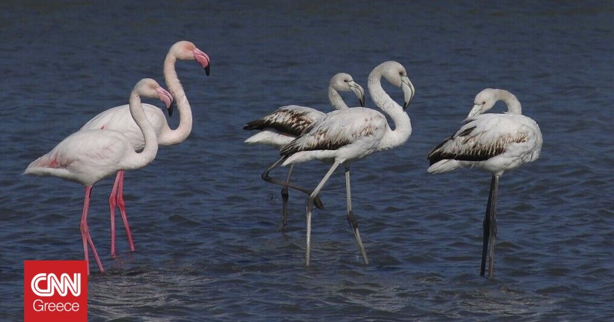 Η ξηρασία στην Ισπανία διώχνει τα φλαμίνγκο από τον «παράδεισό» τους ...