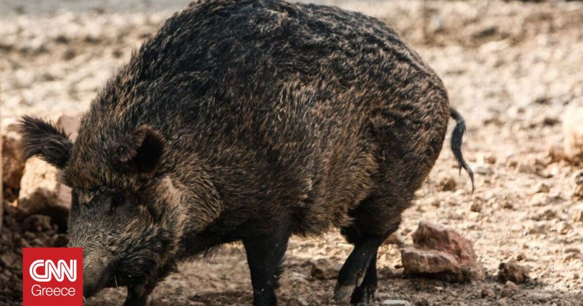 Χαλκιδική: Αυτοκίνητο συγκρούστηκε με αγριογούρουνο - CNN.gr