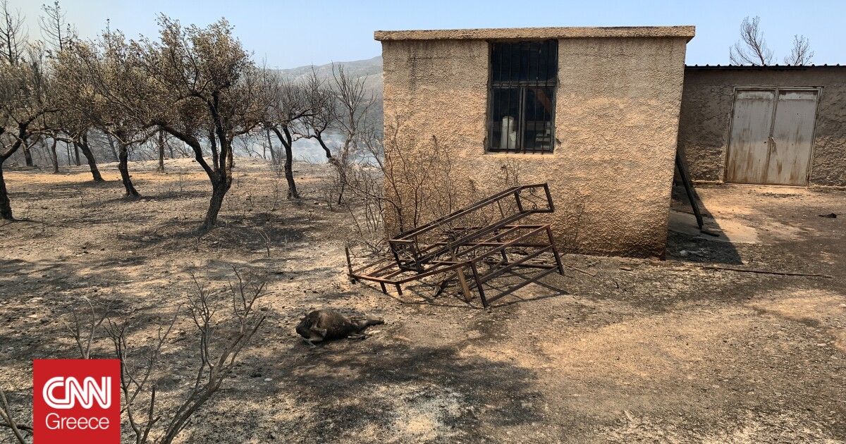 Πυρκαγιές: «Κλείδωσαν» οι αποζημιώσεις του ΕΛΓΑ για τους αγρότες - CNN.gr