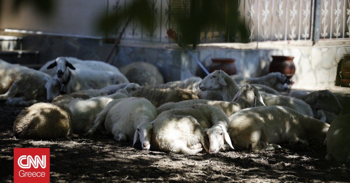 Οι καταστροφικές πλημμύρες «χτυπούν» και τη φέτα - Κραυγή αγωνίας για ...