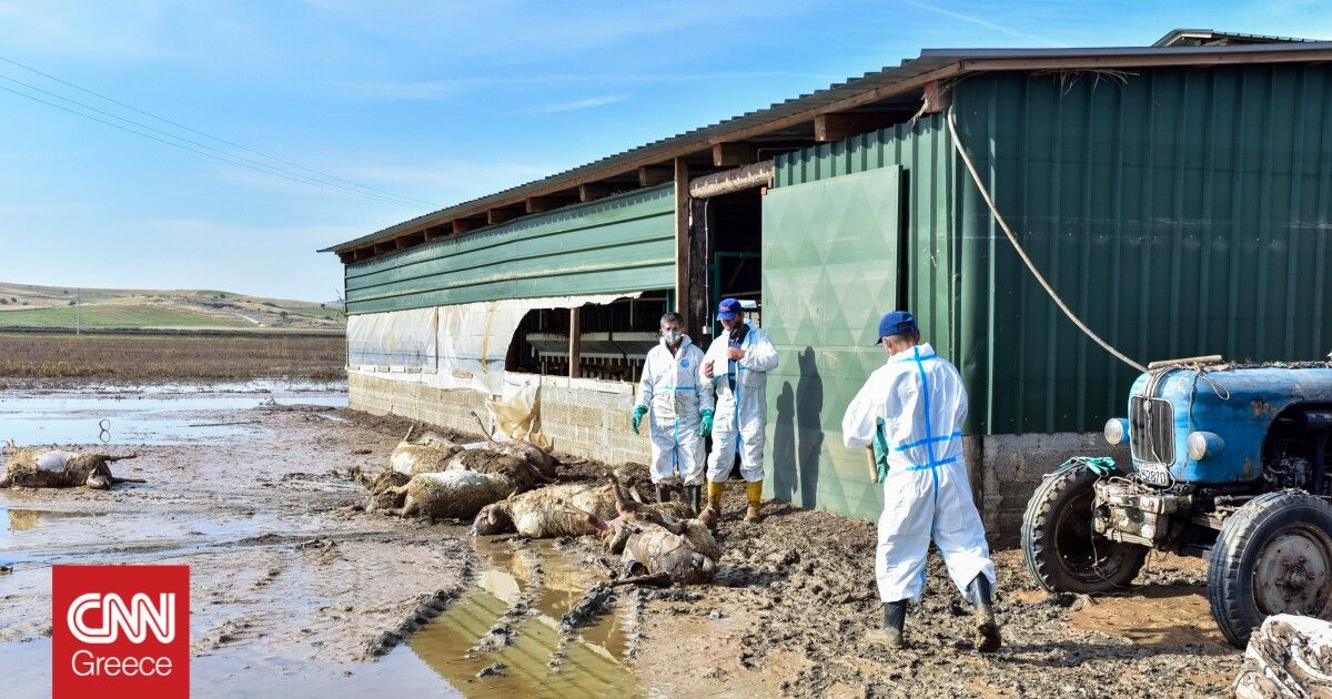 Τρίκαλα: Εισαγγελική παρέμβαση για τα δεκάδες νεκρά ζώα έξω από ...