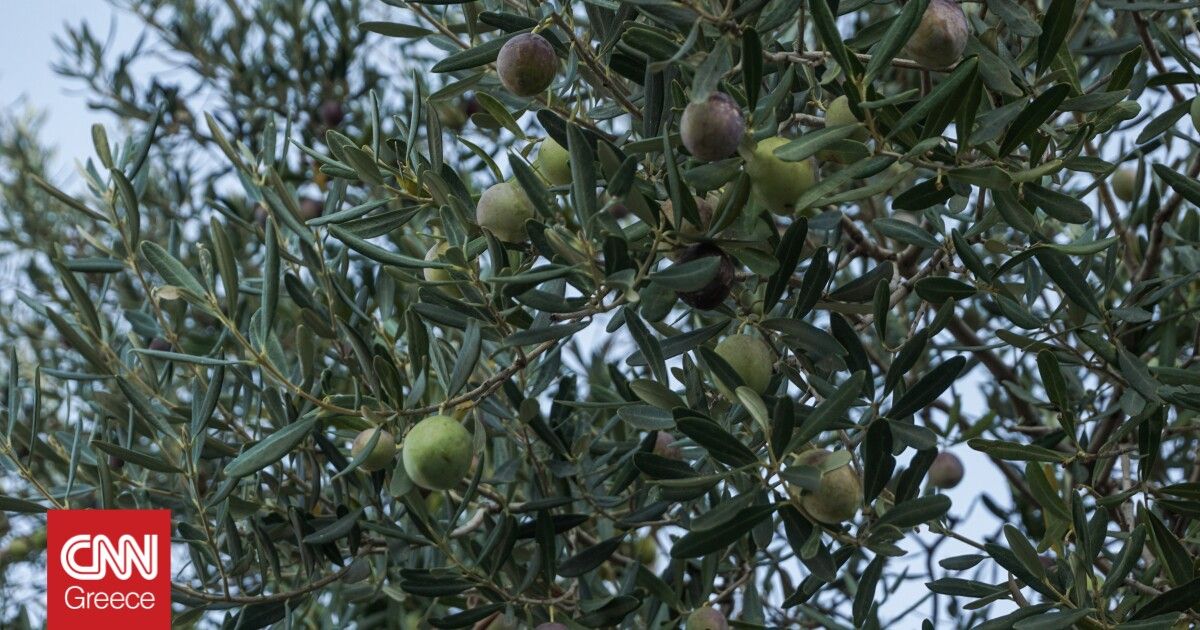 Πώς επηρεάζει η κλιματική αλλαγή την καλλιέργεια της ελιάς: Ο καθηγητής ...