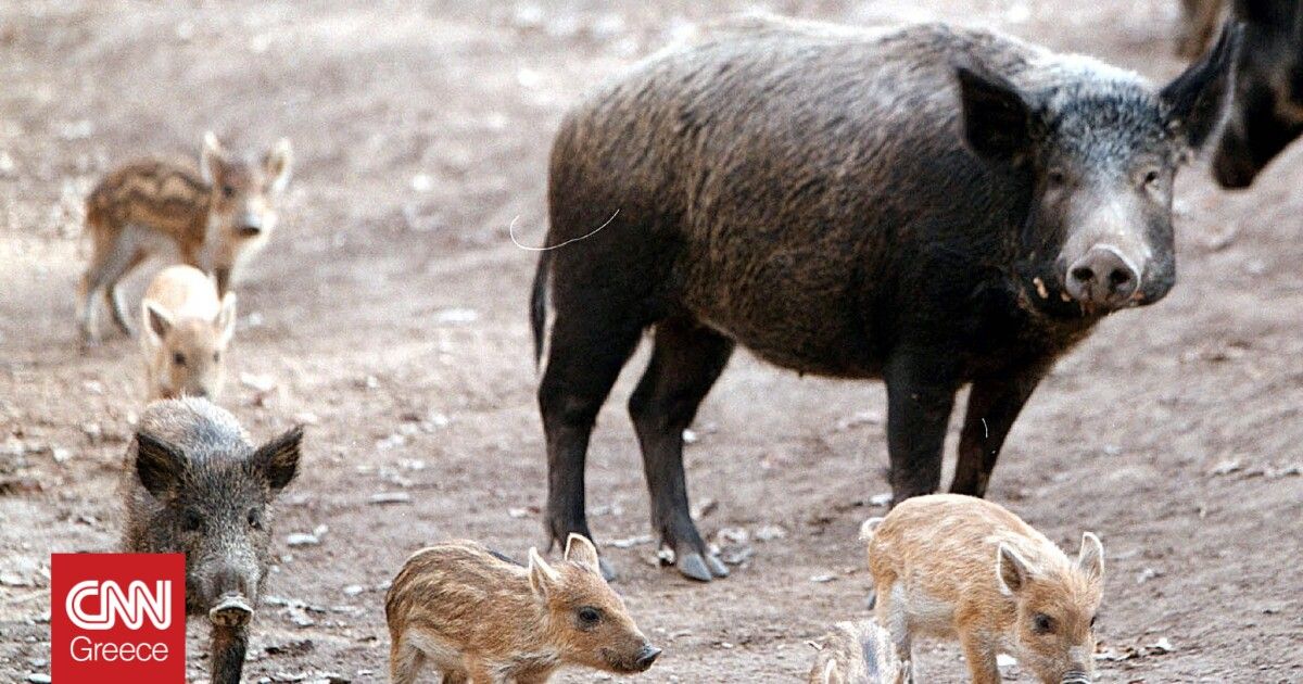 Στους κεντρικούς δρόμους των Θρακομακεδόνων αγέλη αγριογούρουνων - CNN.gr