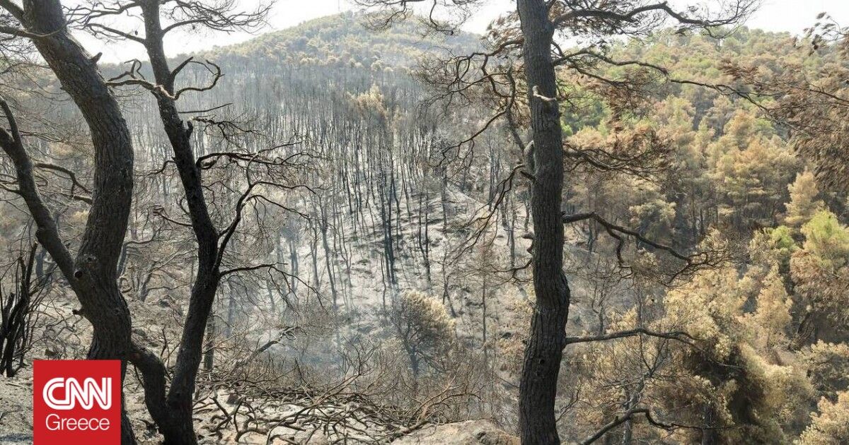 Εθελοντική αναδάσωση αύριο Κυριακή στους Θρακομακεδόνες - CNN.gr