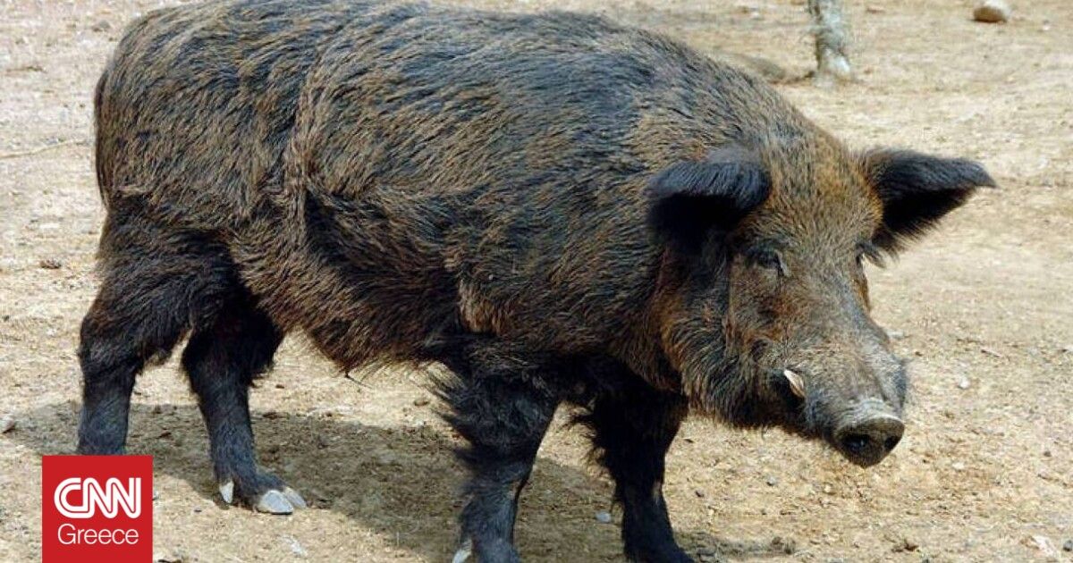 Θεσσαλονίκη: Αγριογούρουνα εμφανίστηκαν σε κατοικημένες περιοχές σε ...