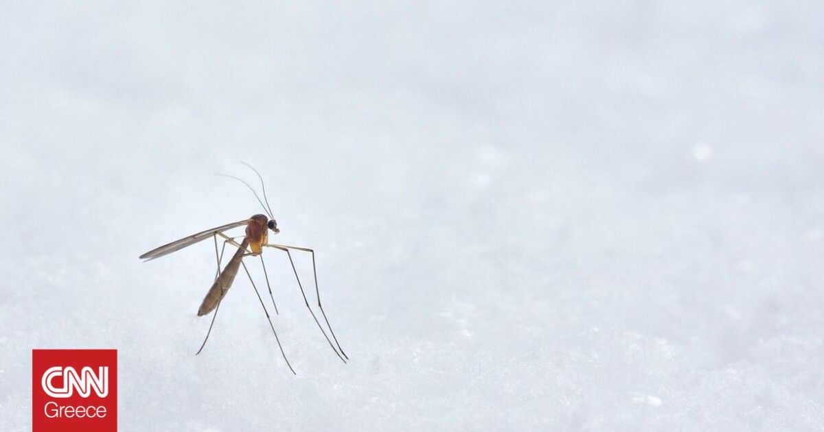 Κουνούπια και μύγα τσετσέ μετατρέπονται σε «απειλή» λόγω κλιματικής ...