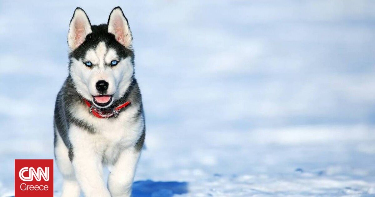 Θάνατος Χάσκι: Φωτογραφίες «δείχνουν» το σκυλί με άνθρωπο - Τι ...