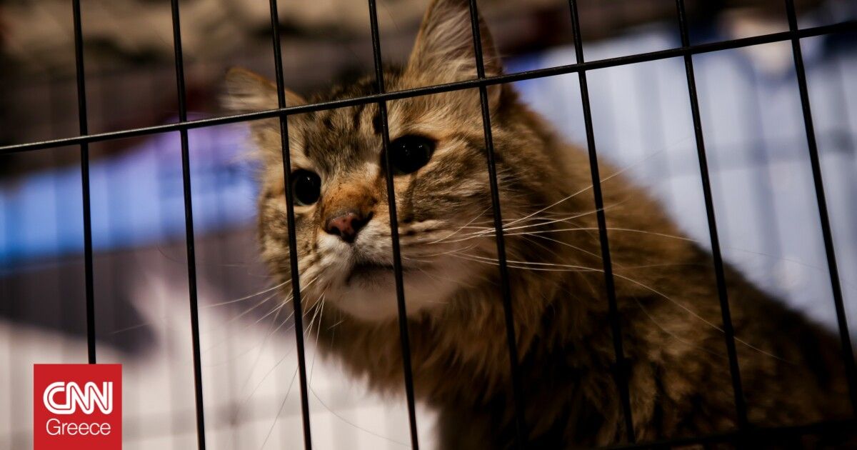 Pet.gov.gr: 6+1 υπηρεσίες της πλατφόρμας για τα ζώα συντροφιάς - CNN.gr