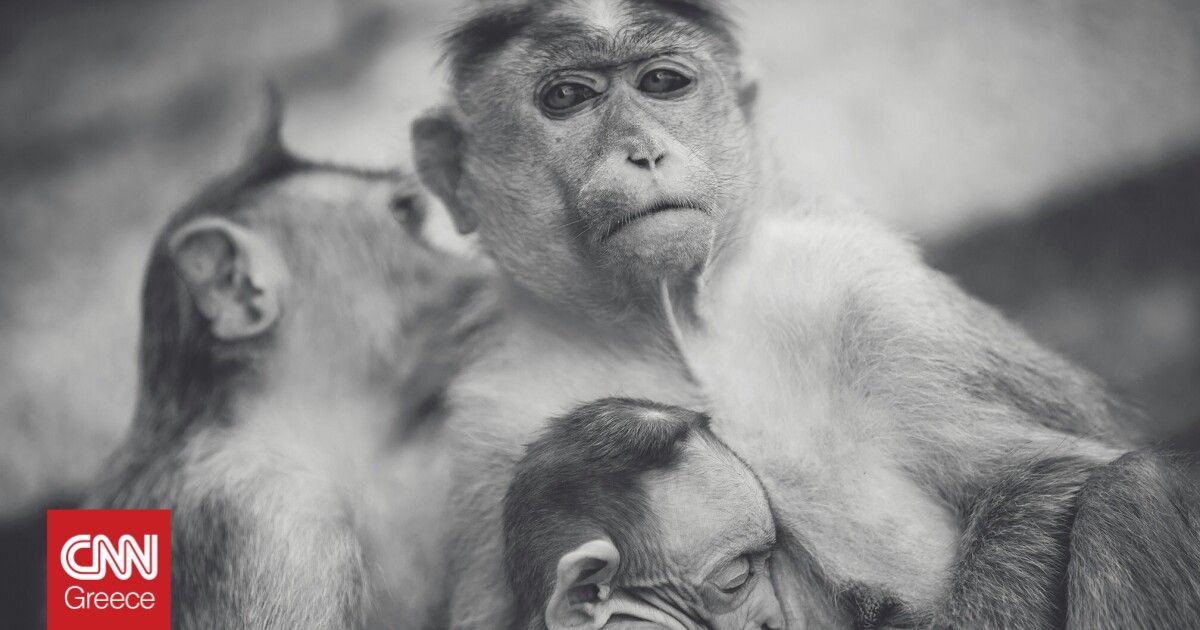 Αγγλία: «Αχώριστο» ζευγάρι μαϊμούδων γιορτάζει την 17η «επέτειό» τους - CNN.gr