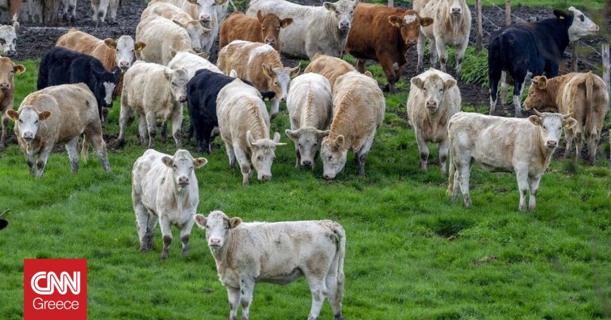 ΥπΑΑΤ: Παρεμβάσεις 2 δισ. για τη στήριξη της κτηνοτροφίας - CNN.gr
