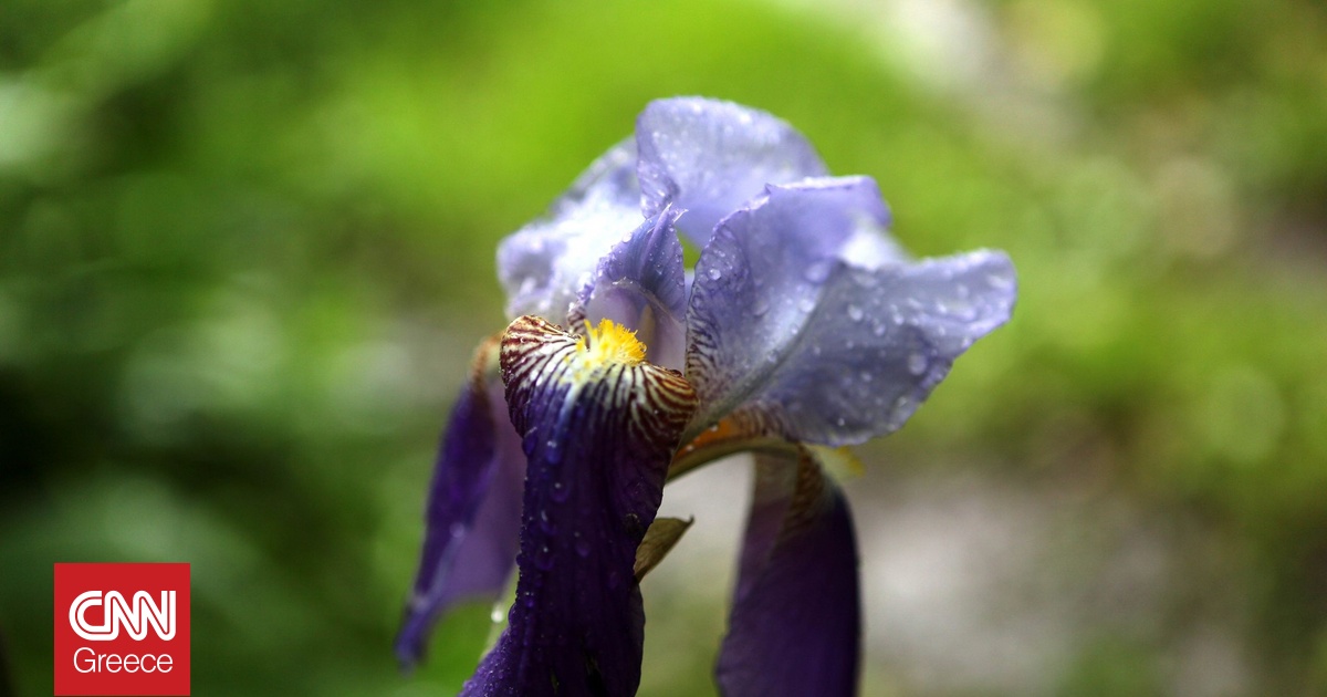 «Ξεπρόβαλαν» οι άγριες ορχιδέες στο απολιθωμένο δάσος της Μυτιλήνης ...