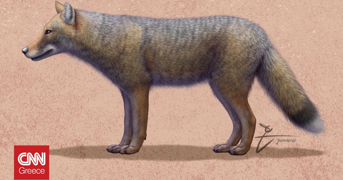 Το εξαφανισμένο είδος αλεπούς που είχε τη θέση του σκύλου πριν από 1. ...