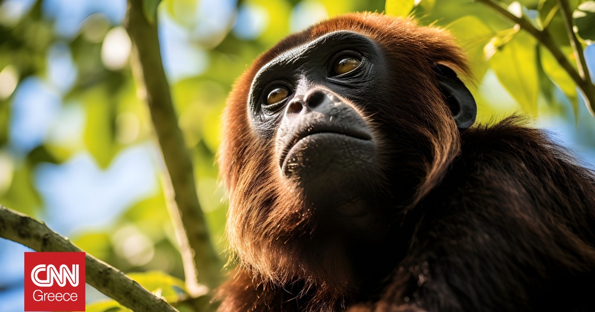 Μεξικό: Νεκροί δεκάδες υπό εξαφάνιση πίθηκοι από τον καύσωνα και την ξηρασία - CNN.gr