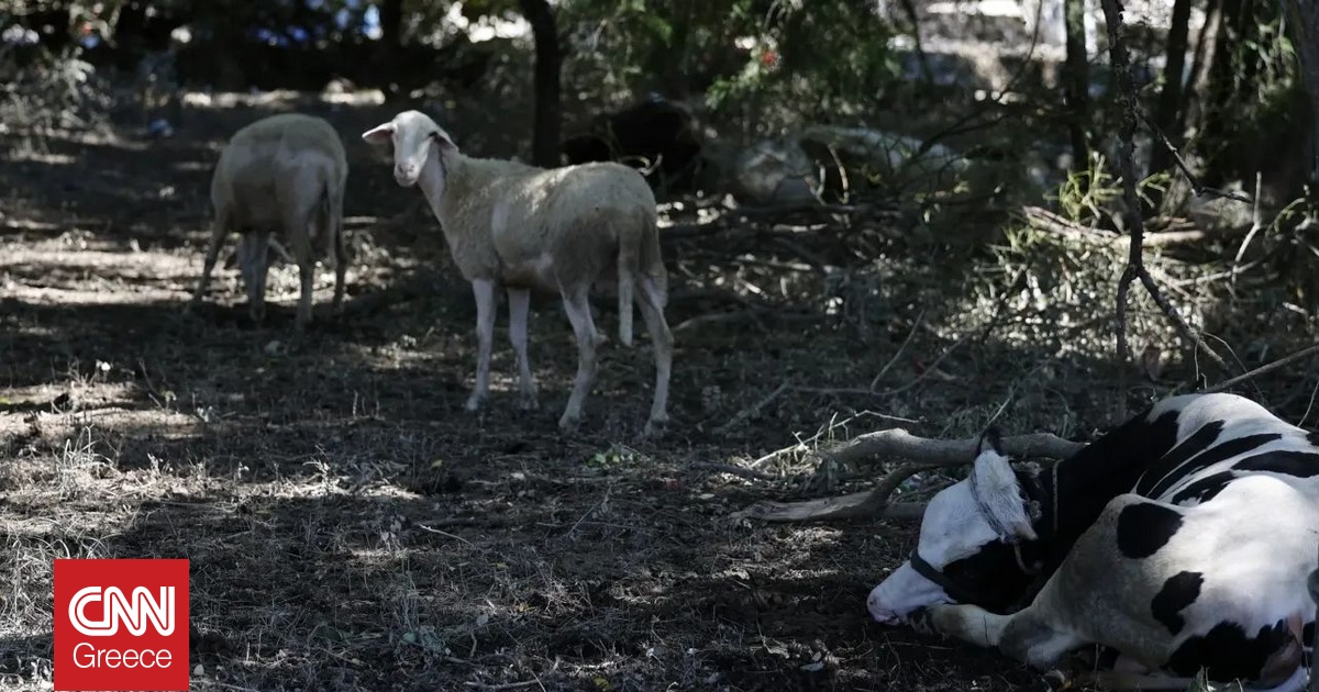 Οι σπάνιες φυλές αγροτικών ζώων - Ο βιολογικός «θησαυρός» της χώρας μας ...