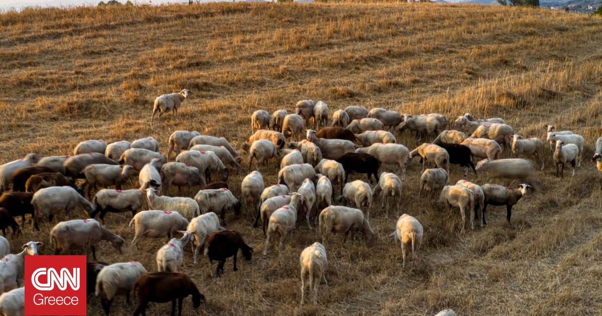 Τέσσερα νέα κρούσματα της ευλογιάς των αιγοπροβάτων στην Κορινθία - CNN.gr