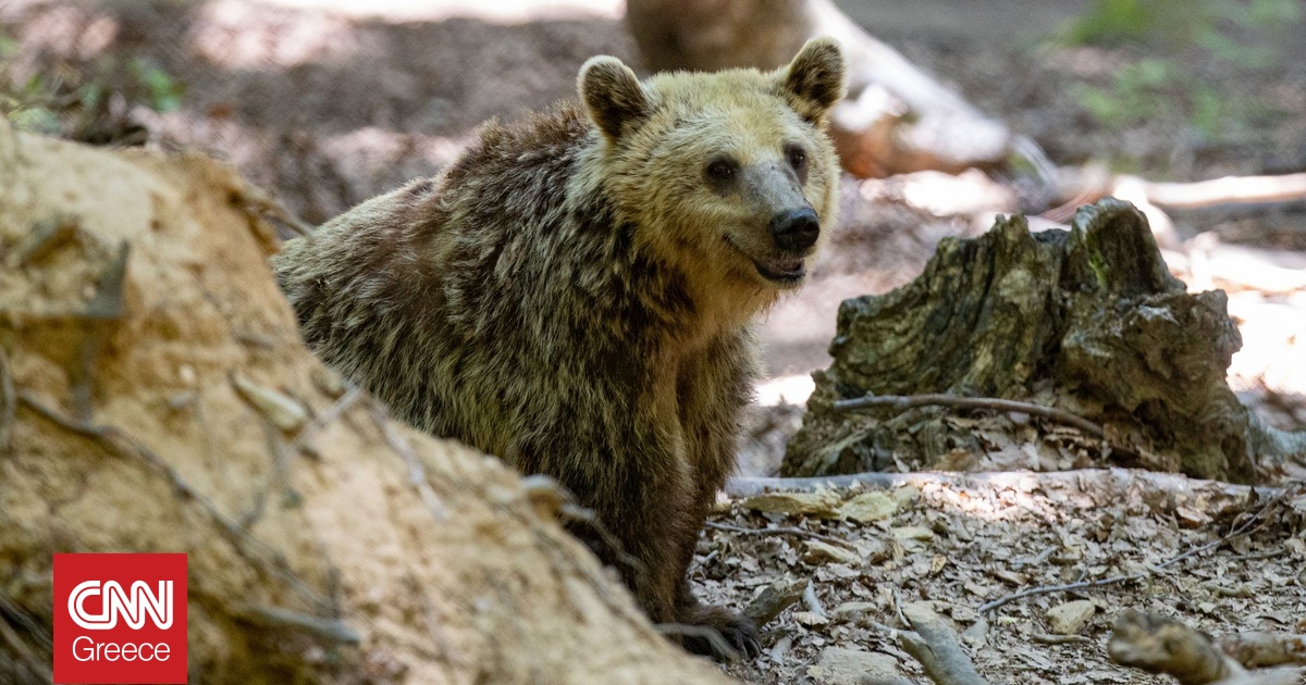 Δύο αρκουδάκια νεκρά σε τροχαίο στην εθνική Φλώρινας - Κοζάνης - CNN.gr