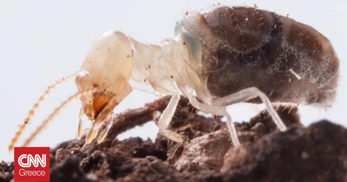 Το βιολογικό μυστικό των τερμιτών καμικάζι, που αυτοανατινάζονται όταν απειλούνται - CNN.gr