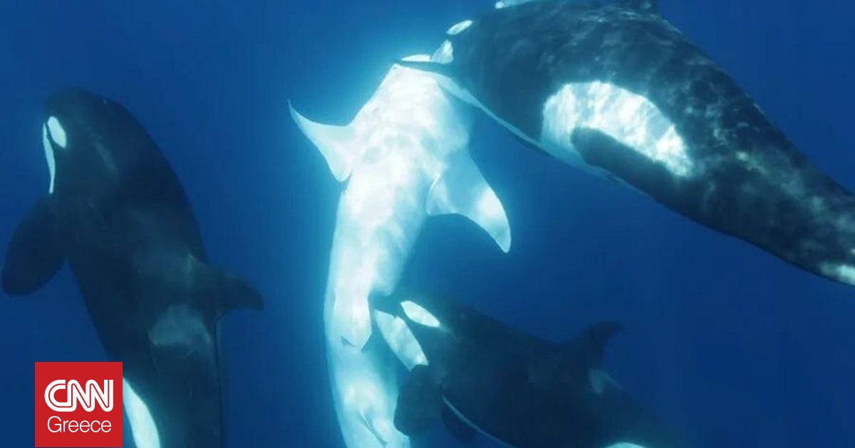 Η στρατηγική που χρησιμοποιούν οι όρκες για να σκοτώνουν το μεγαλύτερο ...