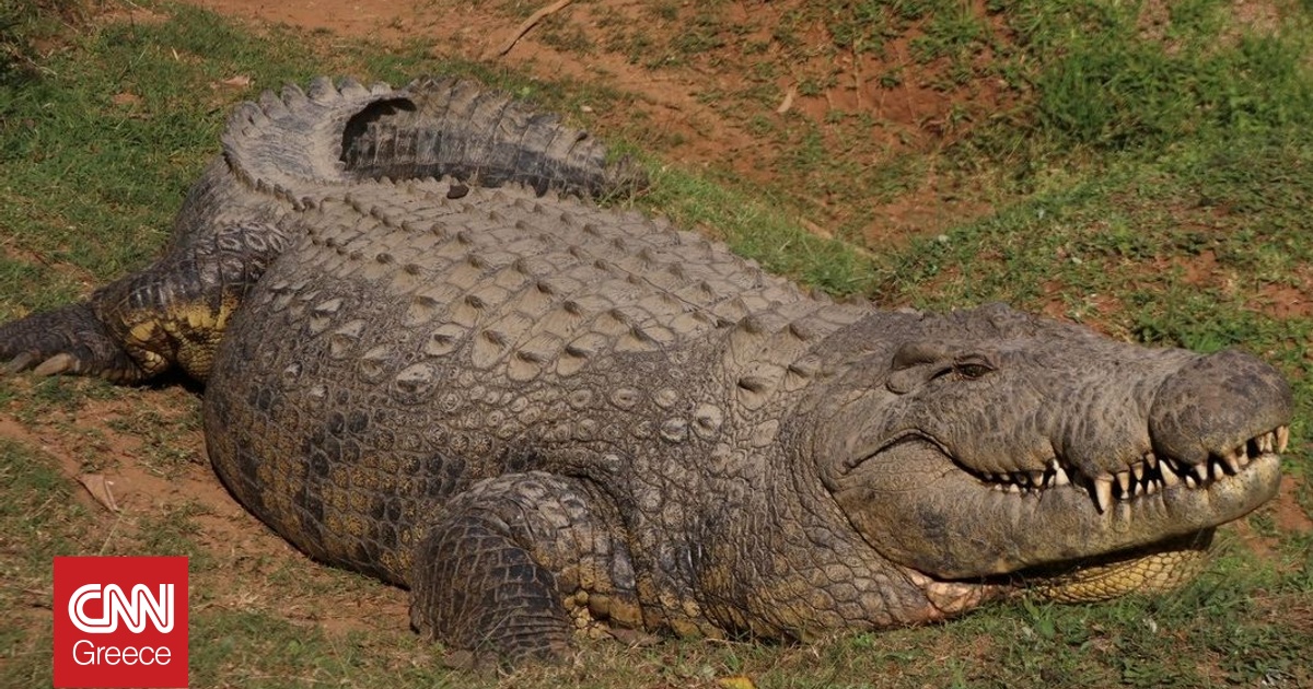 Ο γηραιότερος κροκόδειλος του κόσμου, με πάνω από 10.000 απογόνους ...