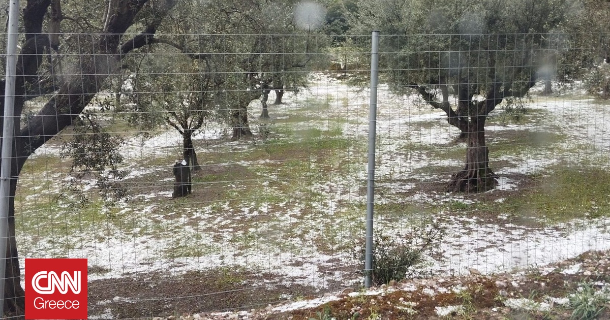 Έντονη χαλαζόπτωση στη Χαλκιδική - Εκτεταμένες καταστροφές σε ελαιώνες ...