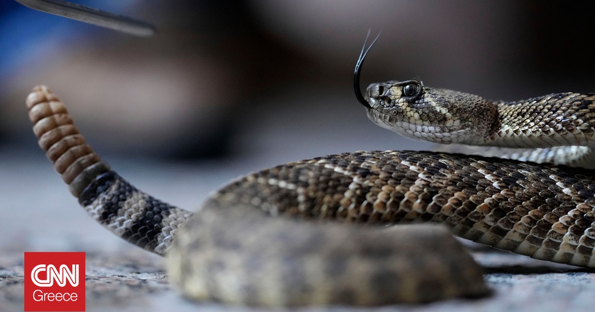 Εύβοια: Στην εντατική 40χρονος μετά από δάγκωμα οχιάς - CNN.gr